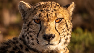 AWALL CoB MicroLED Displays