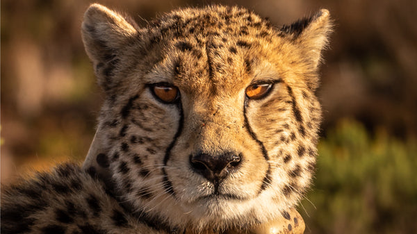 AWALL CoB MicroLED Displays